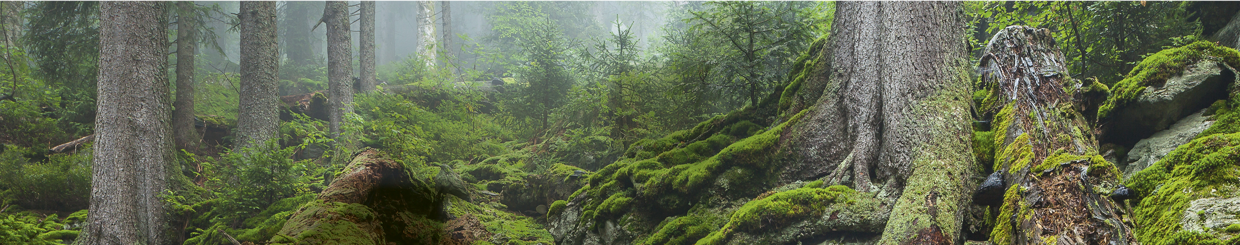 Lichtland.eu - Bücher aus dem Bayerischen Wald